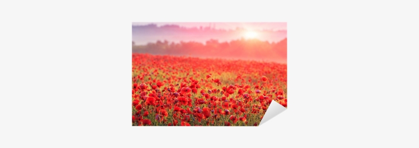 Download Poppy Fields High Resolution | Transparent PNG Download | SeekPNG