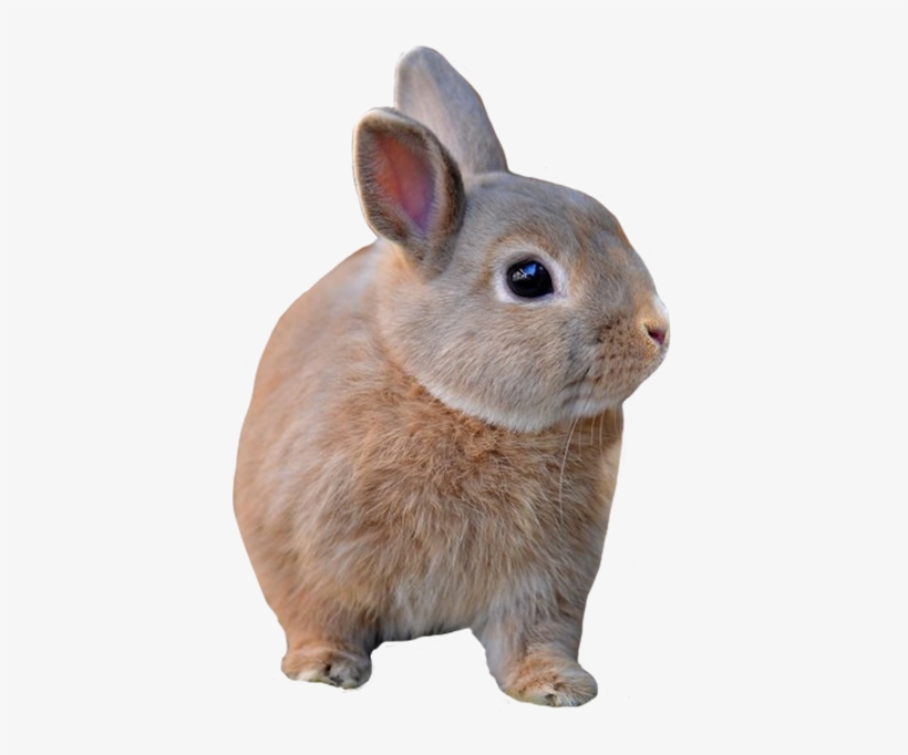 Image Free Stock Animals Transparent - Transparent Images Of Animals ...