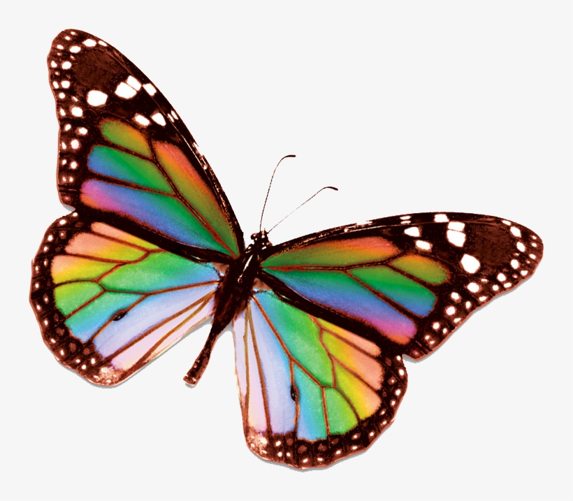 Rainbow Butterfly - Rainbow Butterfly No Background PNG Image ...