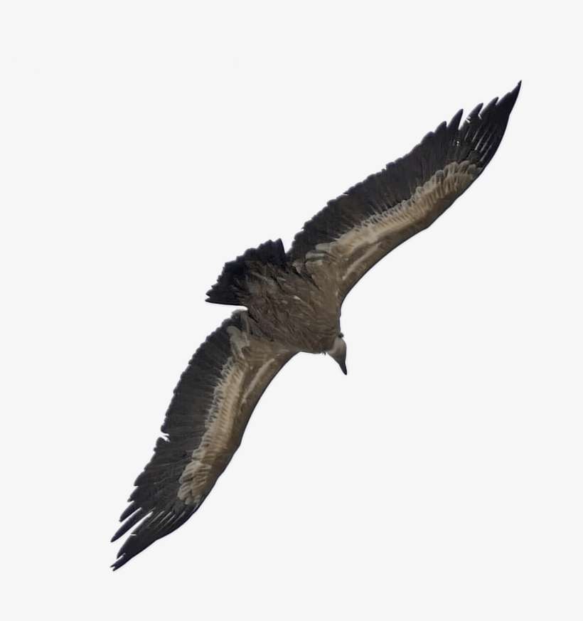 Visit - Buzzard PNG Image | Transparent PNG Free Download on SeekPNG