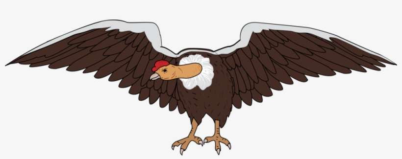 Bird The California Condor Vulture - Condor Png PNG Image | Transparent ...