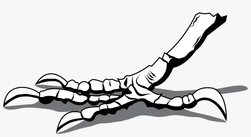 Claws Clipart Leg - Crow Feet Drawing PNG Image | Transparent PNG Free ...