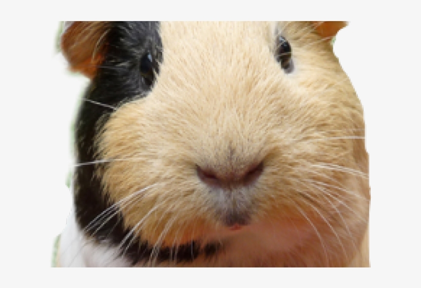 Download Guinea Pig Clipart Transparent Background - Guinea Pig ...