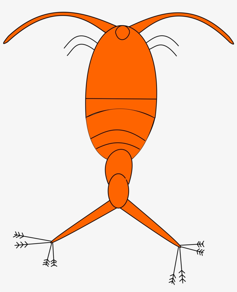 This Free Icons Png Design Of Copepod Plankton PNG Image | Transparent ...