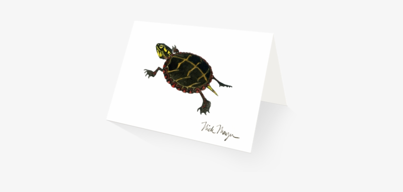 Painted Turtle PNG Image | Transparent PNG Free Download on SeekPNG