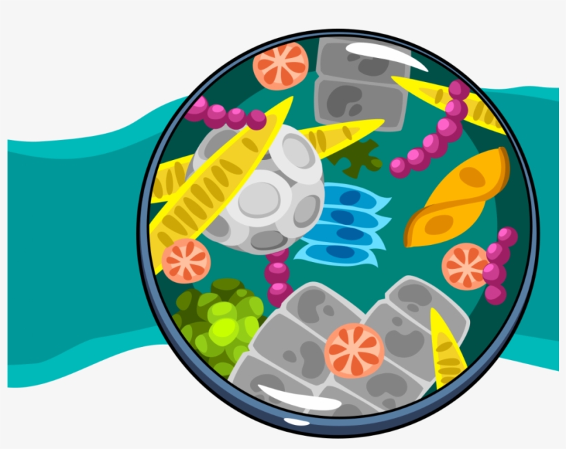 Graphic Food Web Activity Ask A Biologist Planktonic - Tropical ...