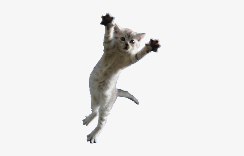 Flying Cat Png