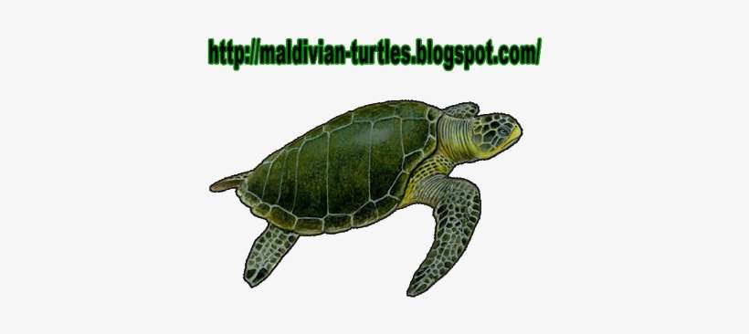 The Olive Ridley Is The Smallest Of The Sea Turtles - Olive Ridley ...