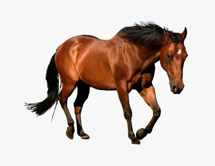 Caballo Png - Horses Transparent PNG Image | Transparent PNG Free ...