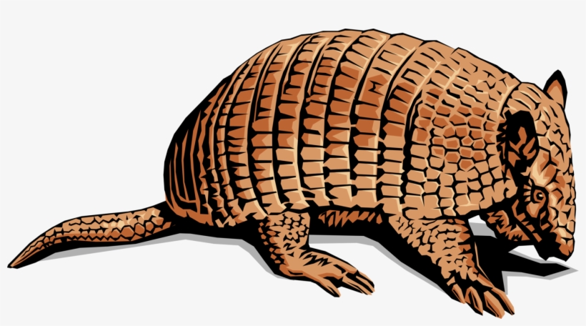 In Leathery Armour Shell Png Library Stock - Typical Animal Of Mexico ...