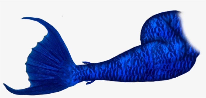 Share This Article - Dark Blue Mermaid Tail PNG Image | Transparent PNG ...