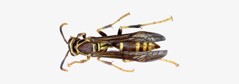 Download Wasps - Types Of Florida Wasps | Transparent PNG Download ...