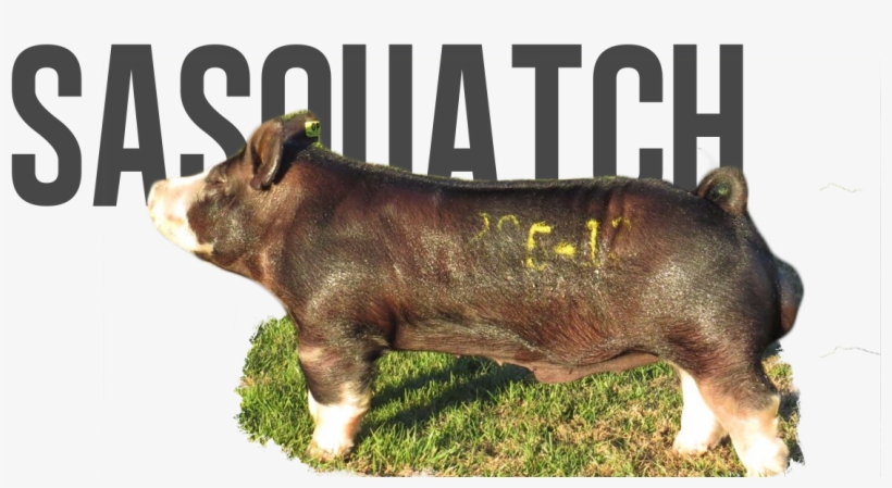 Sasquatch PNG Image | Transparent PNG Free Download on SeekPNG