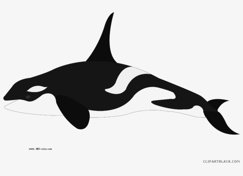 Orca Transparent Color - Dibujo De Orca Para Colorear PNG Image ...