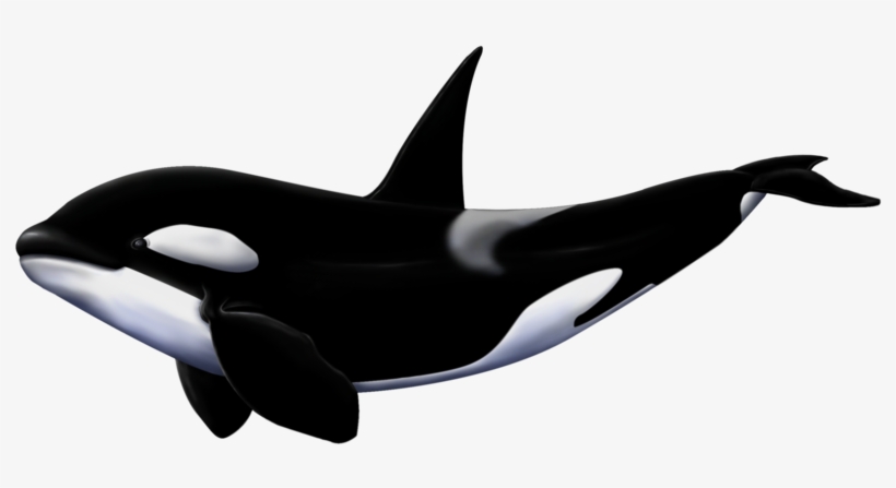 Orca By Seraphi - Orca Whale Png PNG Image | Transparent PNG Free ...
