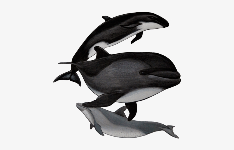 Ilustración Identificativa Especie Delfín Balfín, Híbrido - Wholphins ...