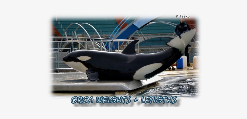 Download Orca Sizes & Weights - Cetaceans | Transparent PNG Download ...