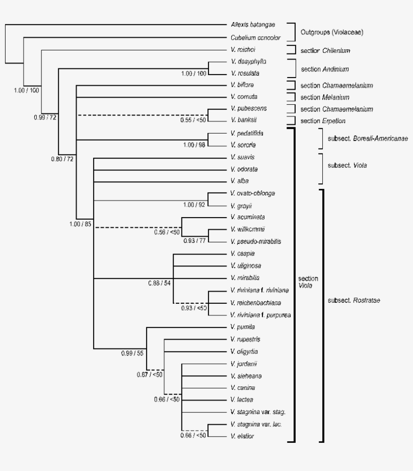 Plastid Trns Trng Phylogeny Of Viola - Viola Phylogeny PNG Image ...