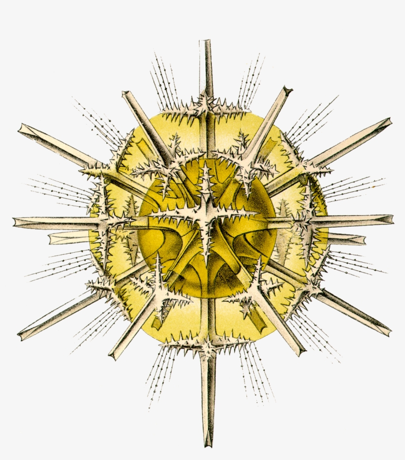 Art Print: Haeckel's Acanthometra, 61x46cm. PNG Image | Transparent PNG ...