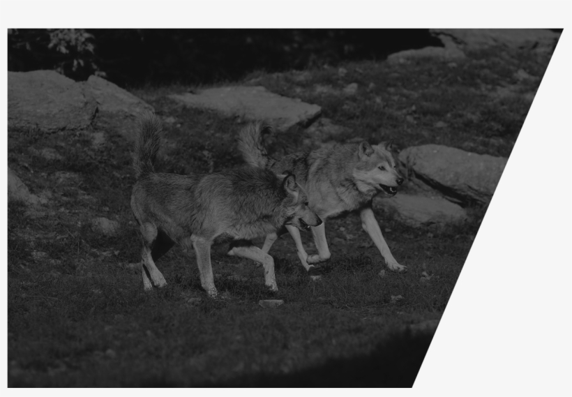 Wolfpack - Wolf PNG Image | Transparent PNG Free Download on SeekPNG