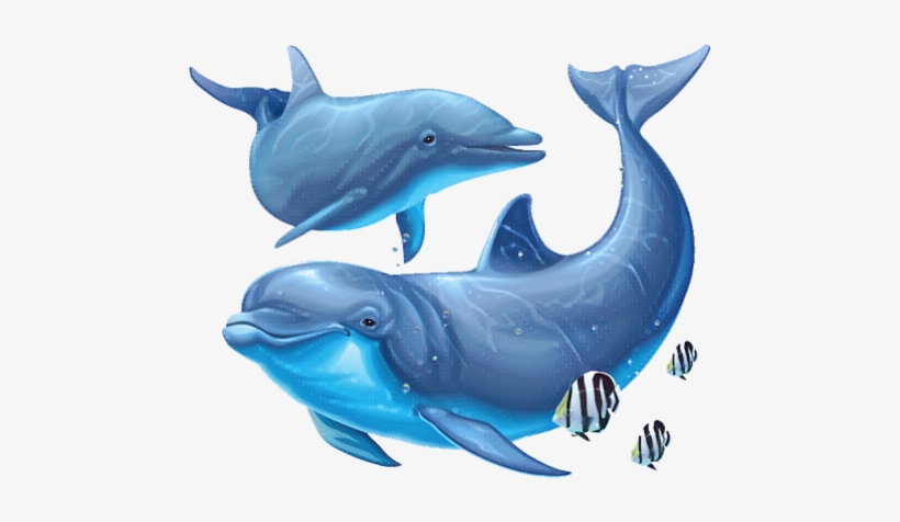 Dolphin PNG Image | Transparent PNG Free Download on SeekPNG