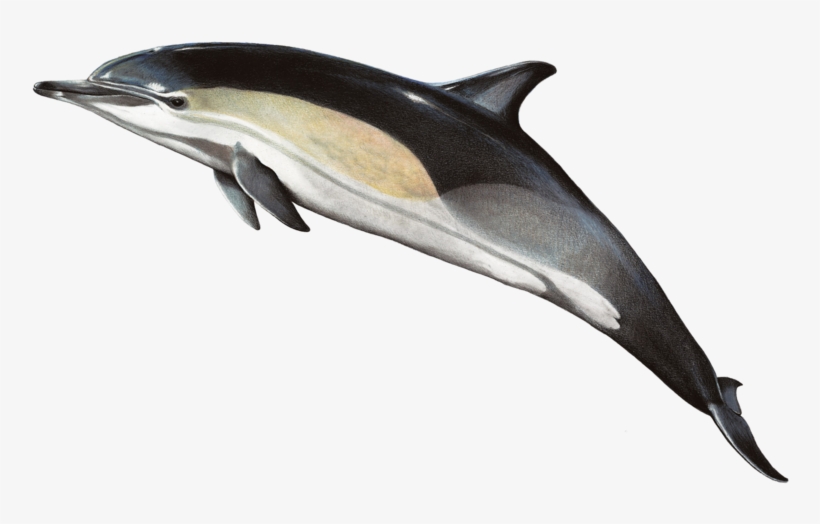 Delphinus Delphis Png By Lg-design On Deviantart - Delfino Comune PNG ...