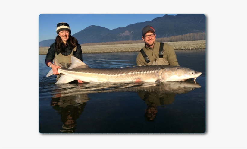 Guided Sturgeon Fishing British Columbia - Sturgeon PNG Image ...