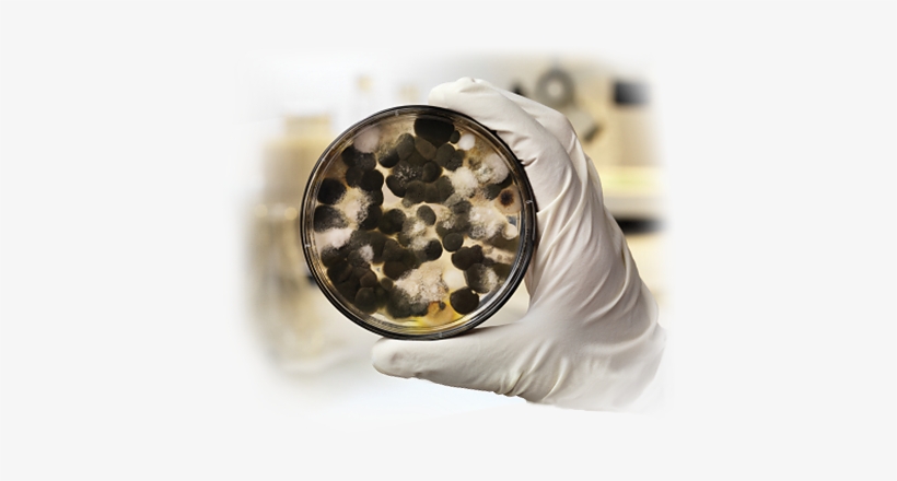 What Is Mold - Mold PNG Image | Transparent PNG Free Download on SeekPNG