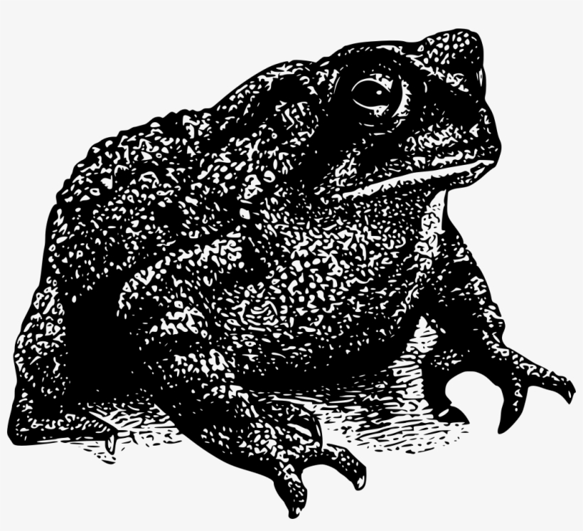 Download Download Png - Toad Png | Transparent PNG Download | SeekPNG