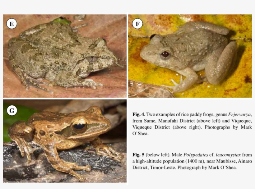 A Female Specimen Of The Introduced Asian Toad From - Asian Common Toad ...