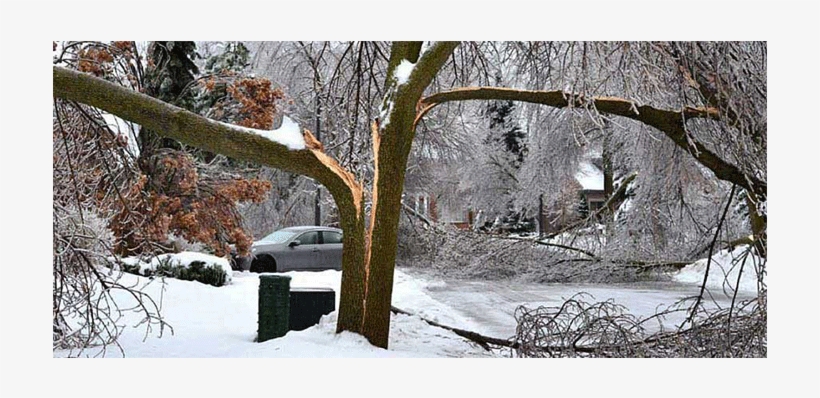 Spring Snow Storm Tree Damage - Snow Plant PNG Image | Transparent PNG ...