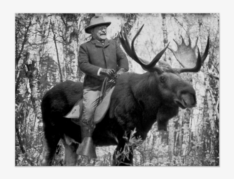 Teddy Roosevelt Riding A Bull Moose Posters - Teddy Roosevelt Bull ...