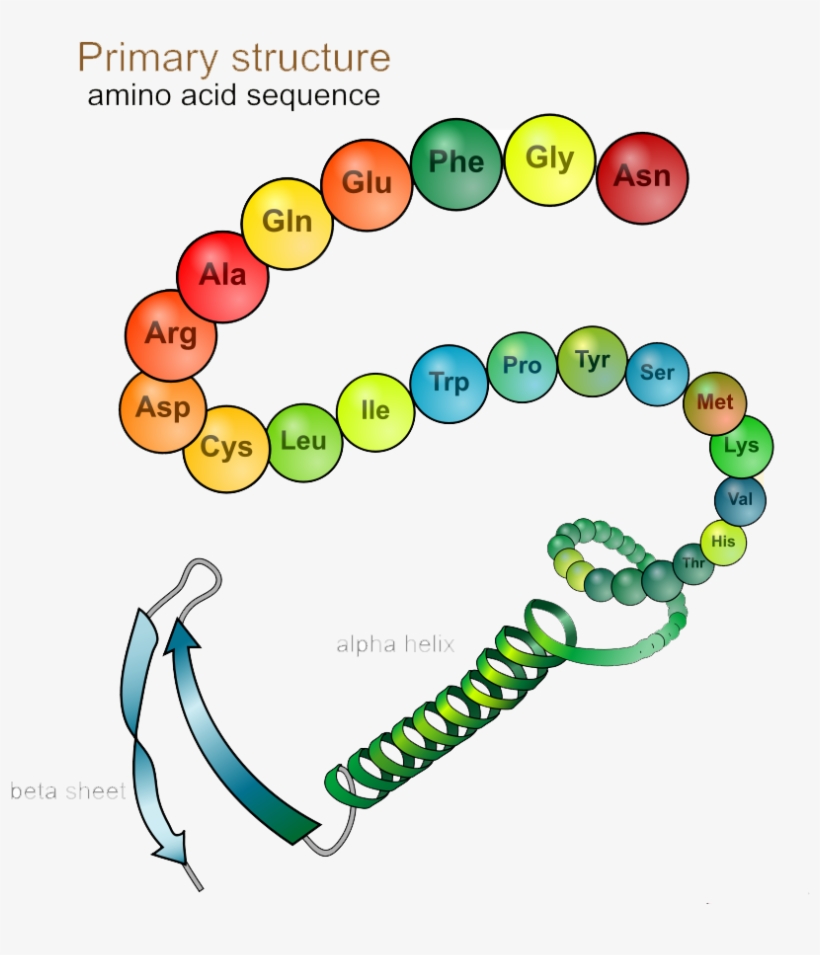 Primary Structure - Protein Structure PNG Image | Transparent PNG Free ...