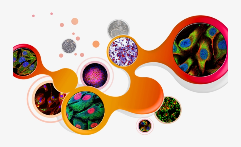 Normal Primary Cells By - Human Primary Cells PNG Image | Transparent ...