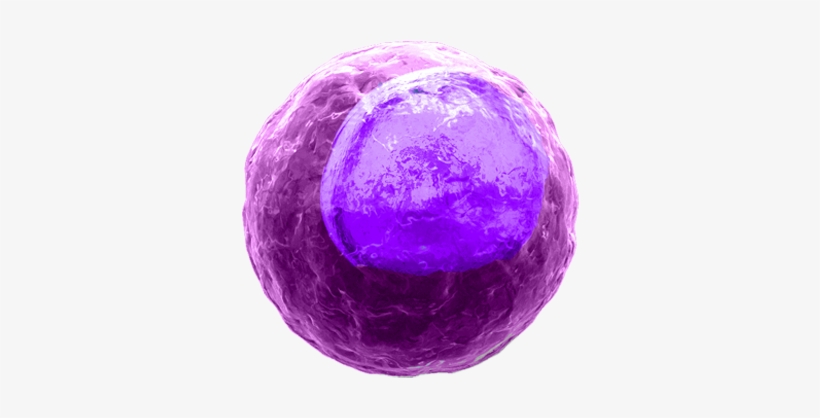 Download Γδ T Cell - T Cell Png | Transparent PNG Download | SeekPNG