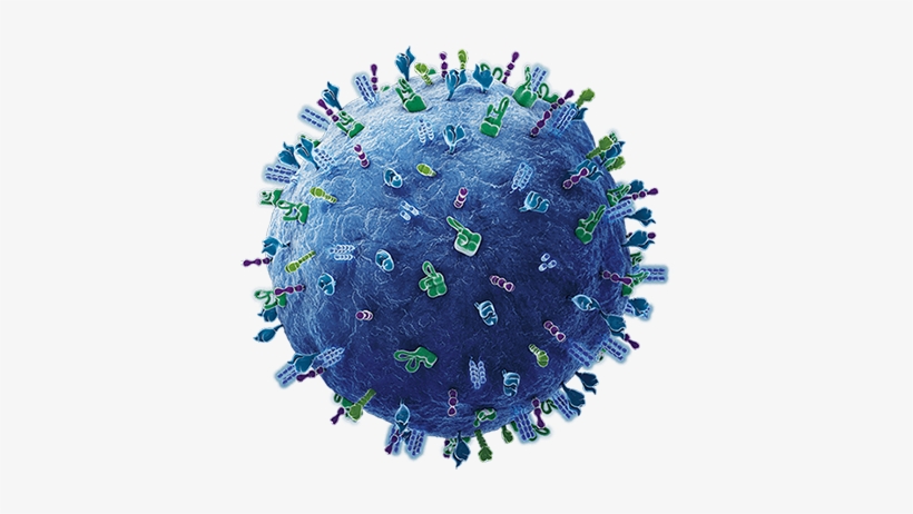 B-cell Malignancies - B Cells PNG Image | Transparent PNG Free Download ...