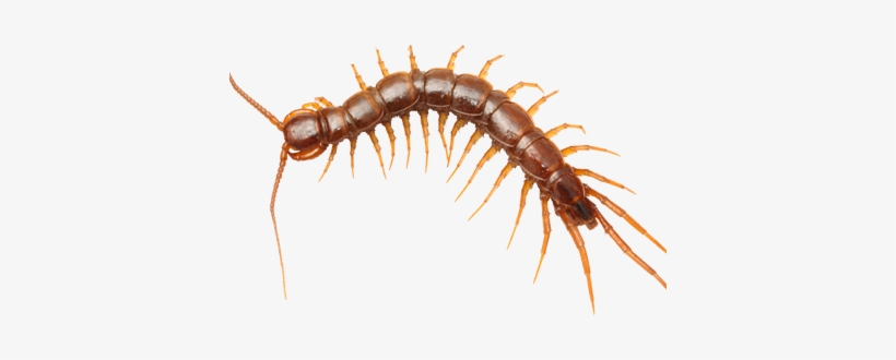 Pest Control Ma Extermination - Gom Insect PNG Image | Transparent PNG ...