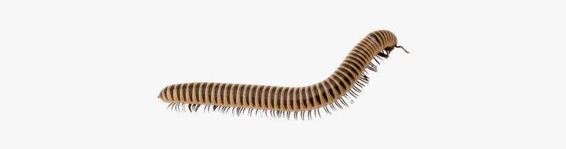 Light Brown Millipede - Millipede Transparent PNG Image | Transparent ...
