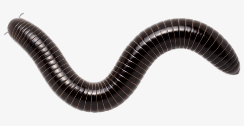 Download - Transparent Millipede PNG Image | Transparent PNG Free ...