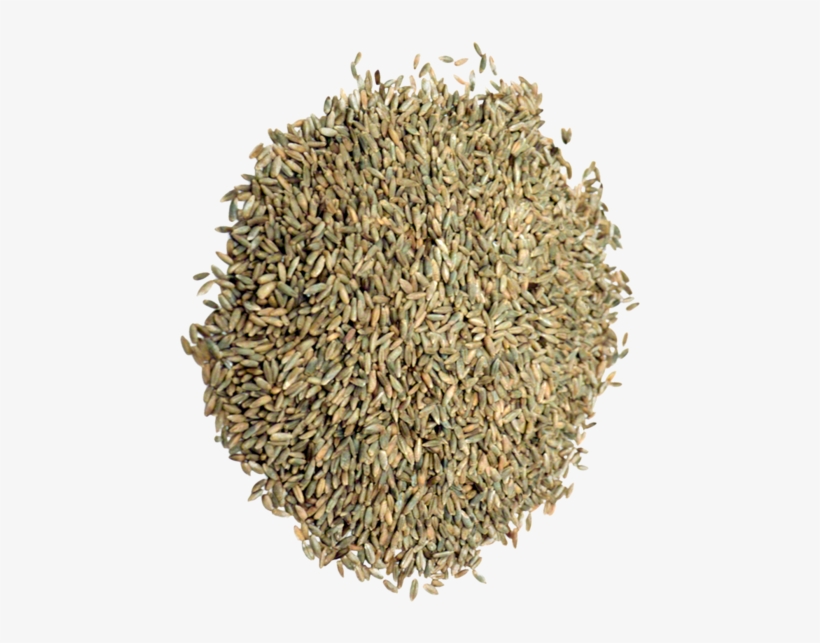 Organic Rye Grain - Rye PNG Image | Transparent PNG Free Download on ...