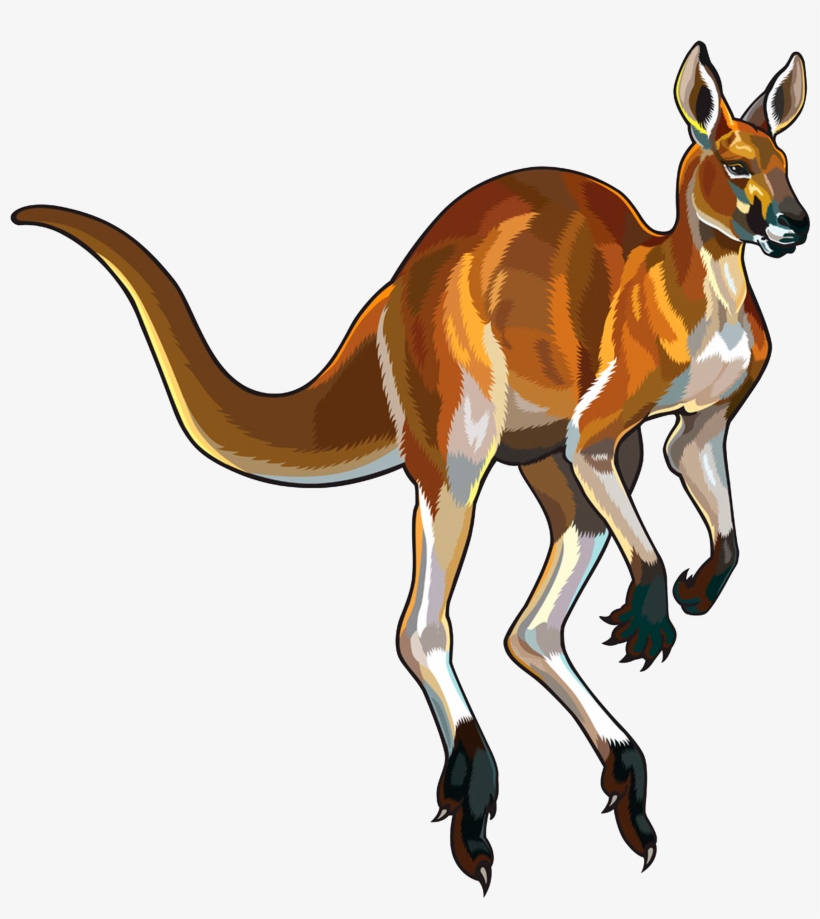 Red Kangaroo Illustration - Red Kangaroo Stock PNG Image | Transparent ...