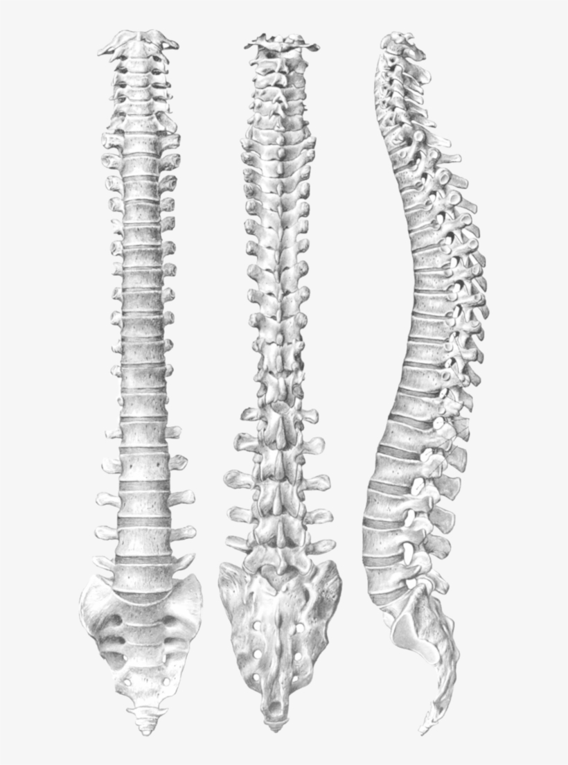 Spine Png By Chaseandlinda On Deviantart Jpg Black - Spine Drawing PNG ...