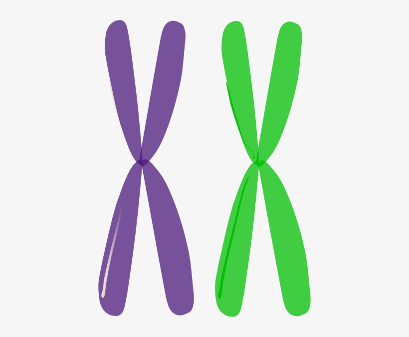 Picture Download Homologous Chromosomes Different Colors - Chromosome ...