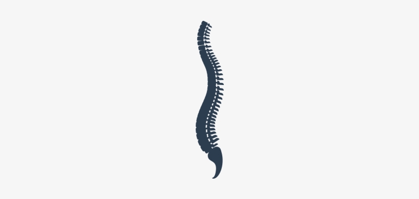 Spine Png - Simple Spine PNG Image | Transparent PNG Free Download on ...