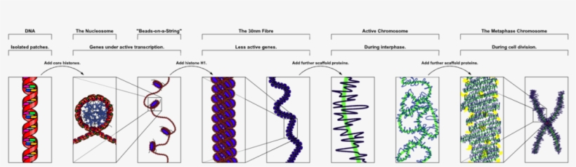 Download Chromosomes - Chromatin Structure | Transparent PNG Download ...