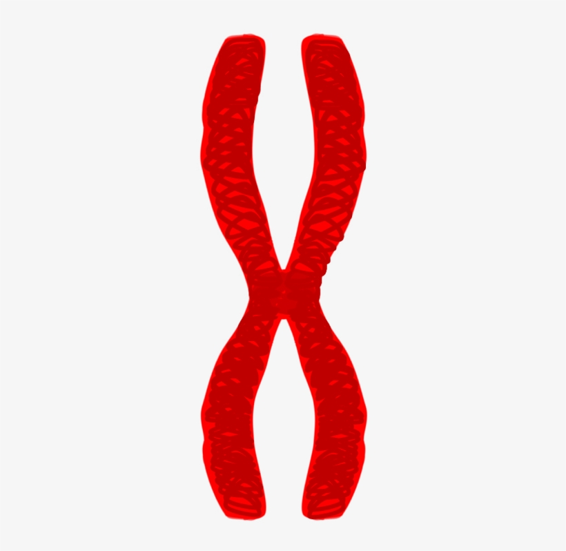 Clip Art Library Library Edupic Cell Drawings Chromatid - Chromosome Clip Art Png PNG Image ...