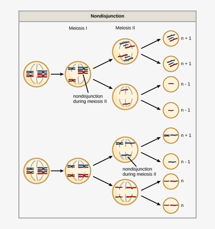 Nondisjunction Animation