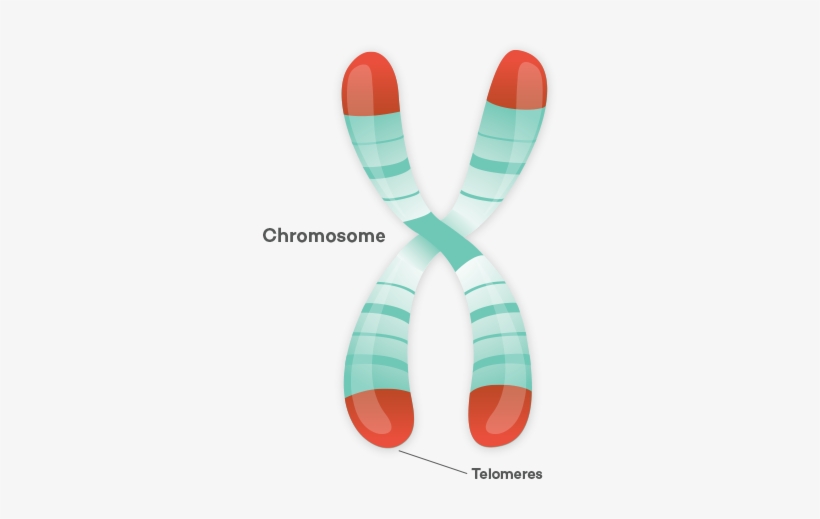Chromosome Illustration - Illustration PNG Image | Transparent PNG Free ...