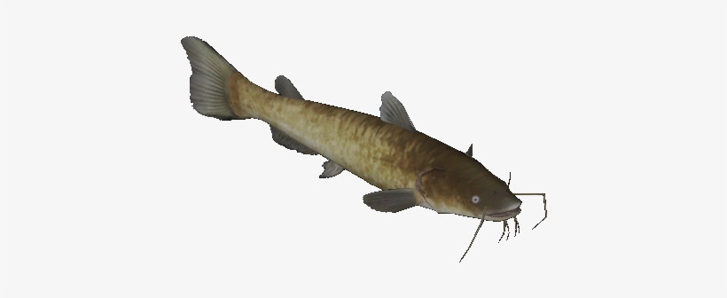 Brown Bullhead - Lunge PNG Image | Transparent PNG Free Download on SeekPNG