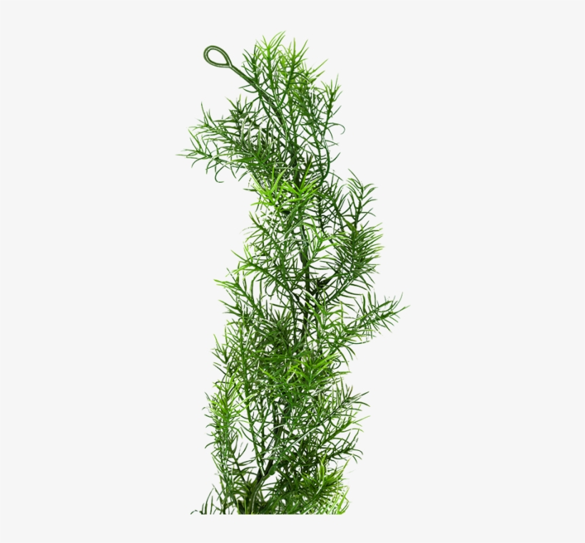 Download Realweeds Macroshot - Weeds Transparent | Transparent PNG ...